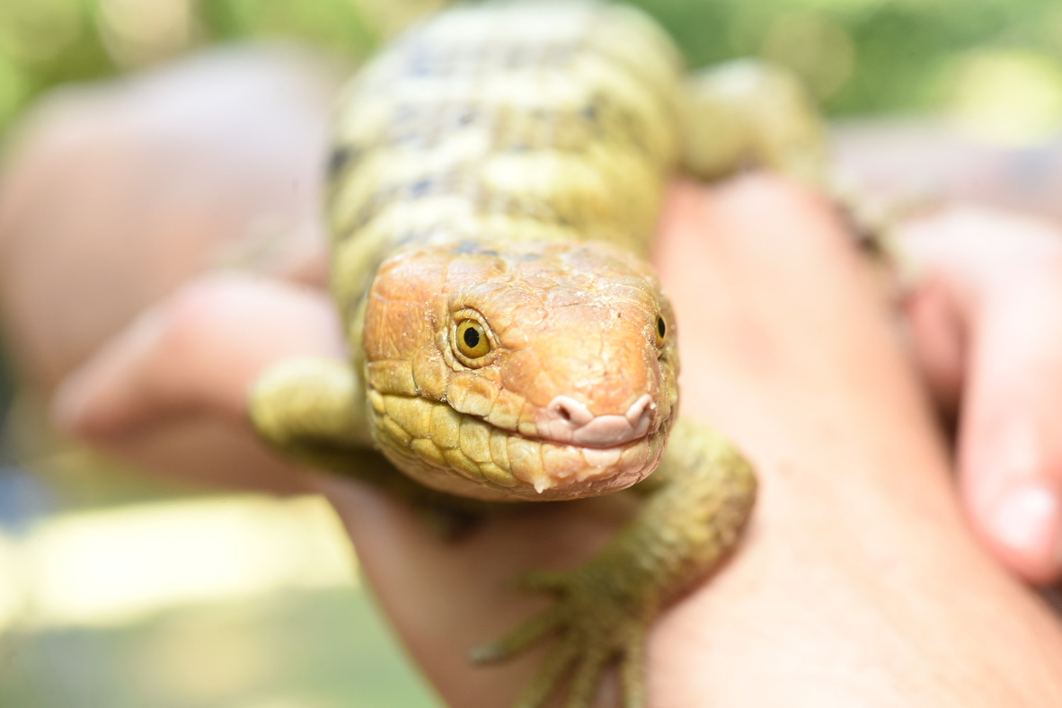 Bonded Pair Of Monkey-tailed Skink by Bonanza's Marvelous Reptiles ...