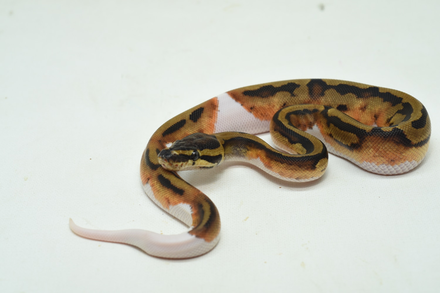 Enchi Pied Ball Python by Bonanza's Marvelous Reptiles - MorphMarket
