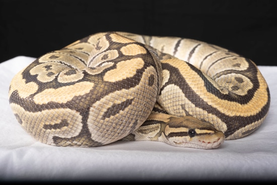 39 Snake Group Ball Python by Bonanza's Marvelous Reptiles