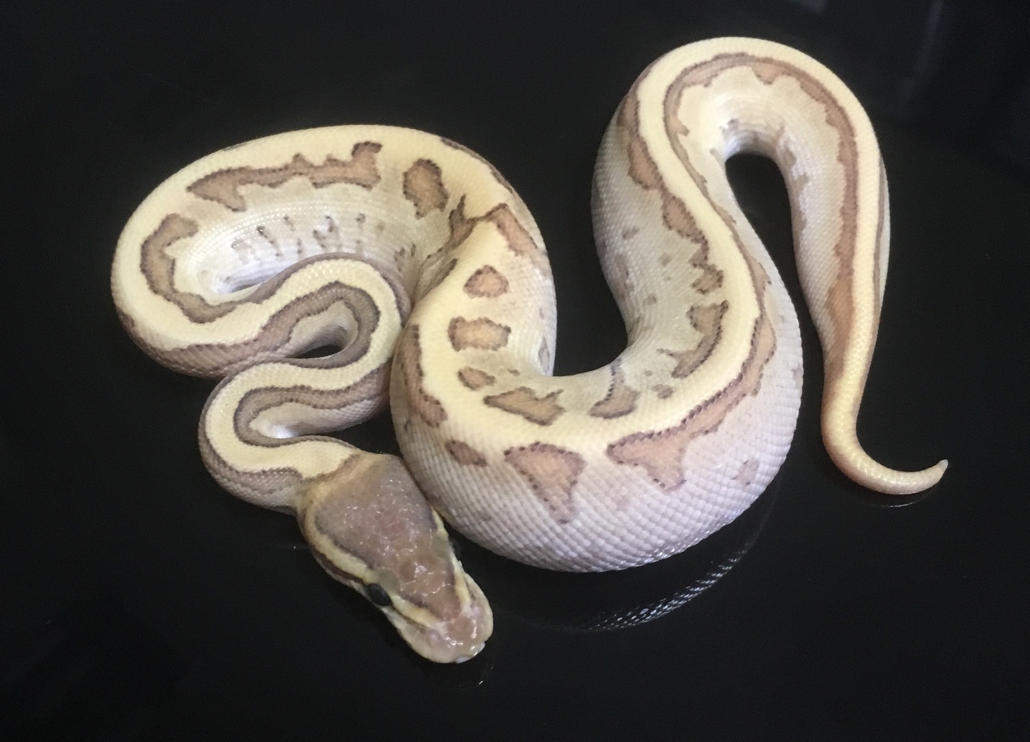 Orange Dream Pinstripe Fire Mojave Ball Python by Mike Brizzee Reptiles ...