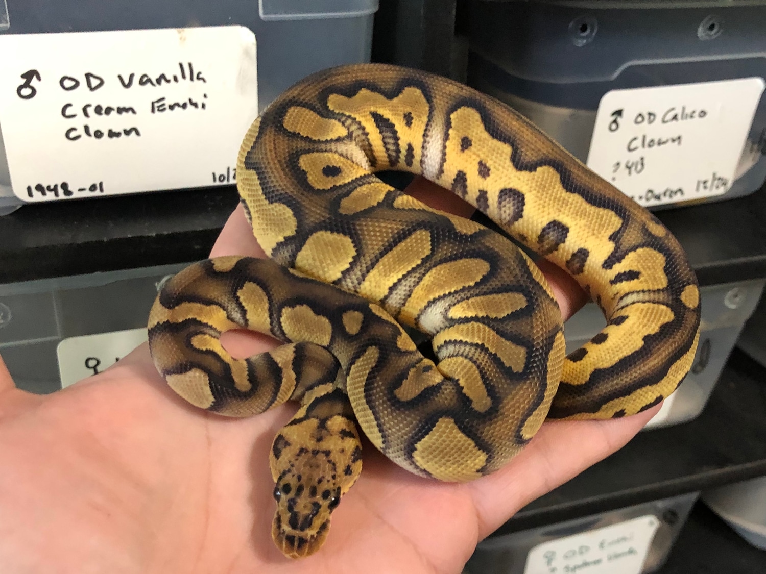 Pastel Chocolate Clown Ball Python by Mike Brizzee Reptiles - MorphMarket