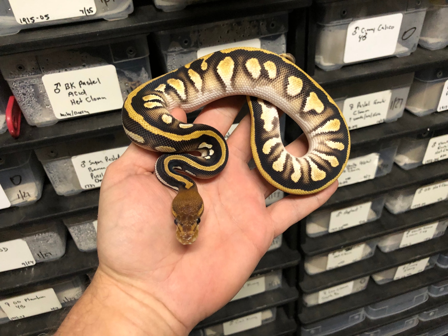 Phantom Cypress Ball Python by Mike Brizzee Reptiles - MorphMarket