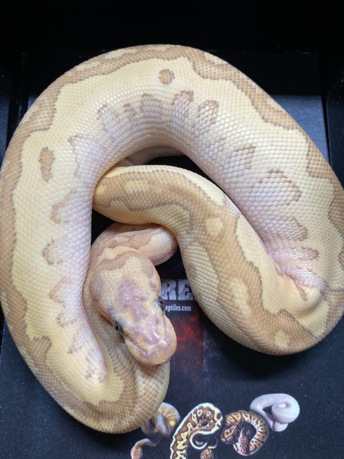 Hypo Lesser Clown Possible Yb Ball Python by Mike Brizzee Reptiles ...