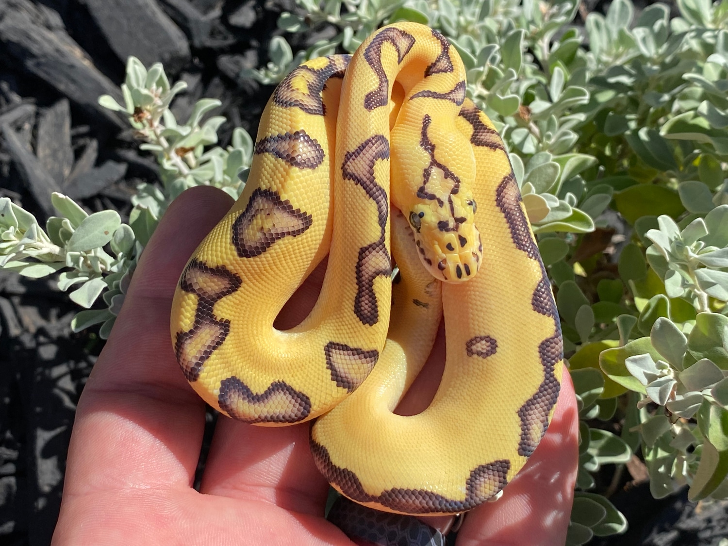 Pastel Od Vanilla Enchi Clown Ball Python by Mike Brizzee Reptiles ...