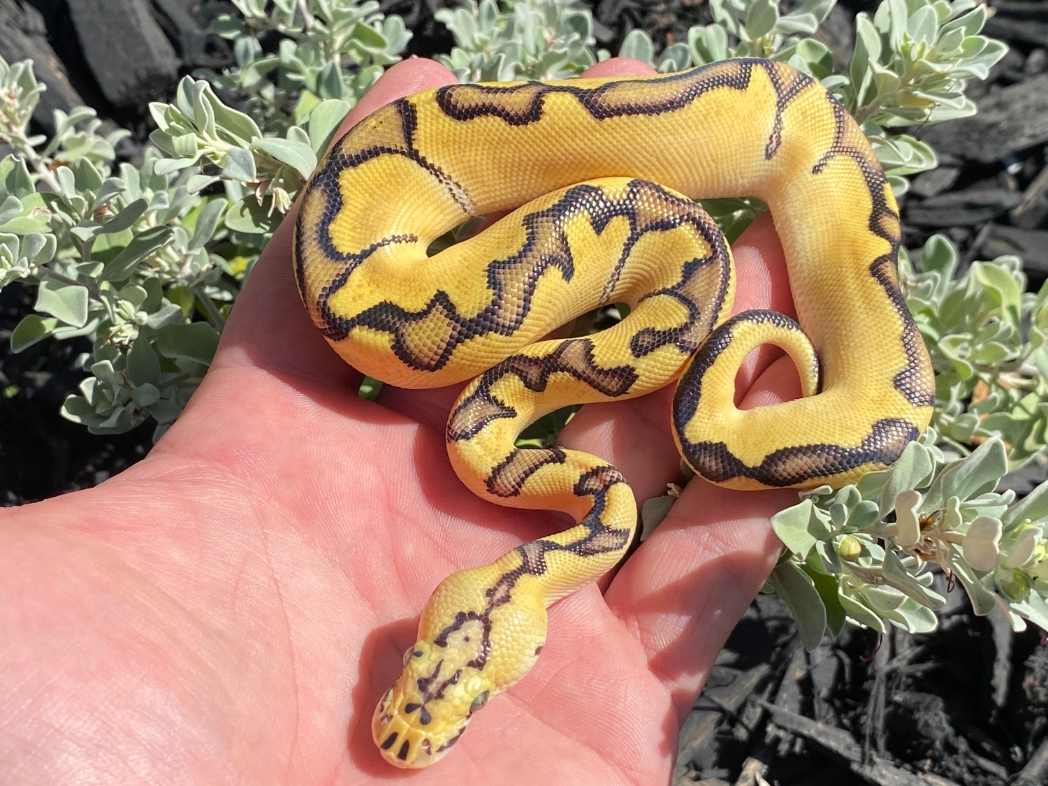Od Pastel Enchi Fire Clown Ball Python by Mike Brizzee Reptiles ...