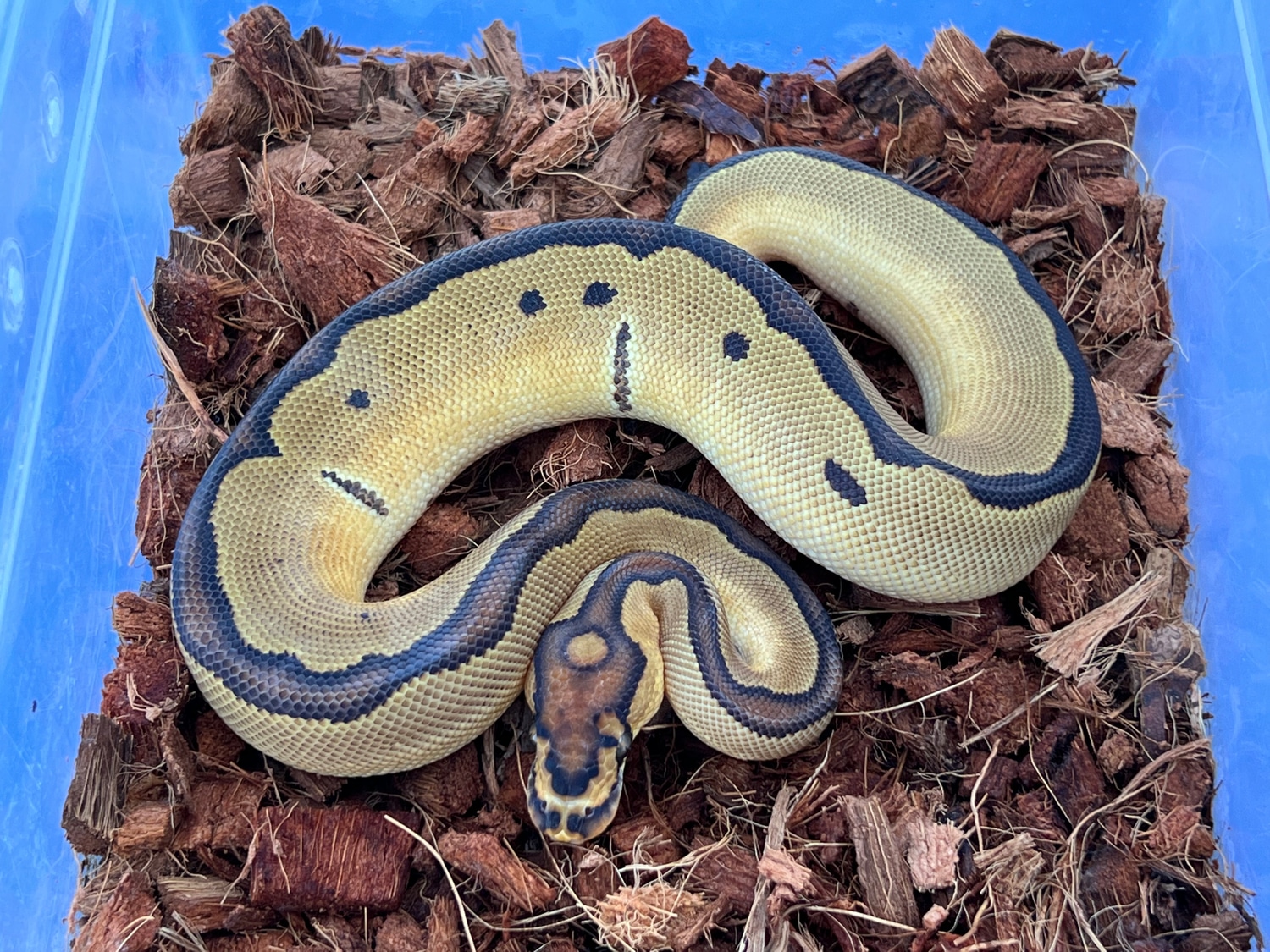 Blade Clown Ball Python by Mike Brizzee Reptiles - MorphMarket