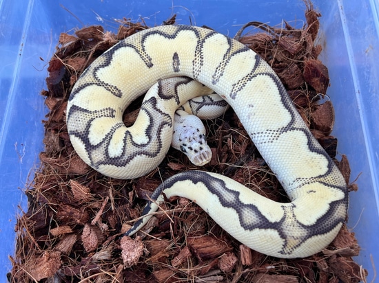 Pastel OD Vanilla Clown Ball Python by Mike Brizzee Reptiles
