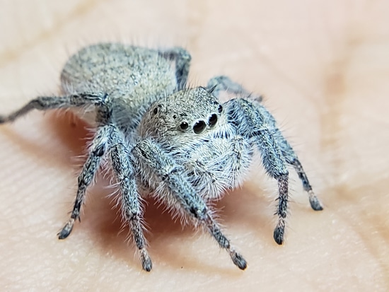 Phidippus Octopunctatus Sexed Adults True Spider by MB Invertebrates