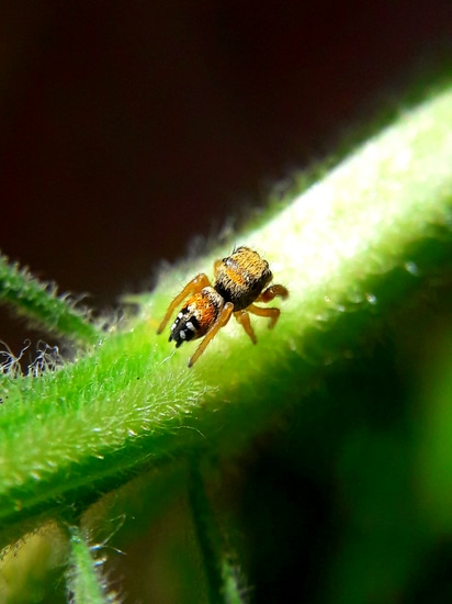 Apache Jumper Slings Jumping Spider by MB Invertebrates