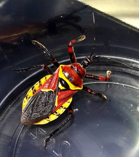 Yellow Bellied Bee Assassin Assassin Bug by MB Invertebrates