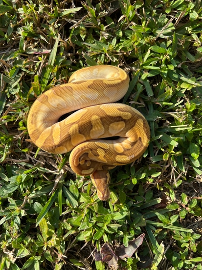 Enchi Lesser Calico 50% Het Clown Ball Python by Slytherdor Morphs MB LLC