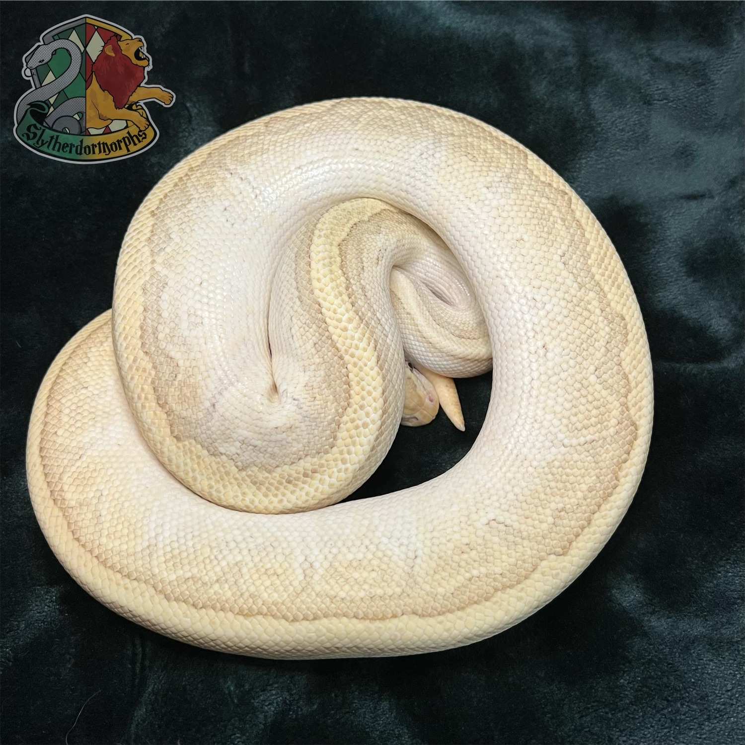 Butter Fire Pinstripe YB Ball Python by Slytherdor Morphs MB - MorphMarket