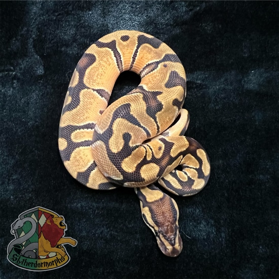 OD Enchi 50% Het Clown Ball Python by Slytherdor Morphs MB LLC