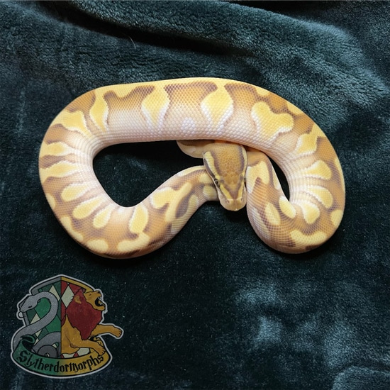 OD Enchi Lesser 50% Het Clown Ball Python by Slytherdor Morphs MB LLC