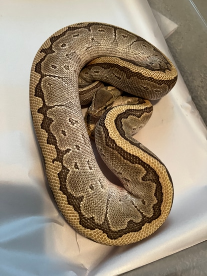 Kingpin Ball Python by Slytherdor Morphs MB LLC