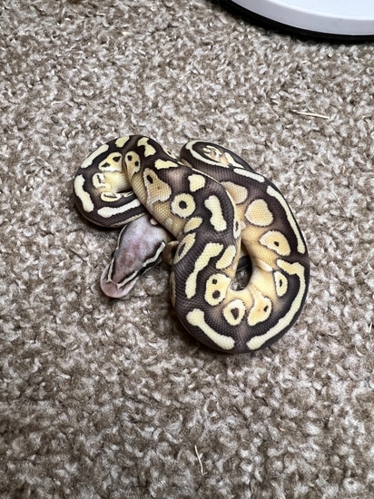 Pastel Butter Ball Python by Slytherdor Morphs MB LLC