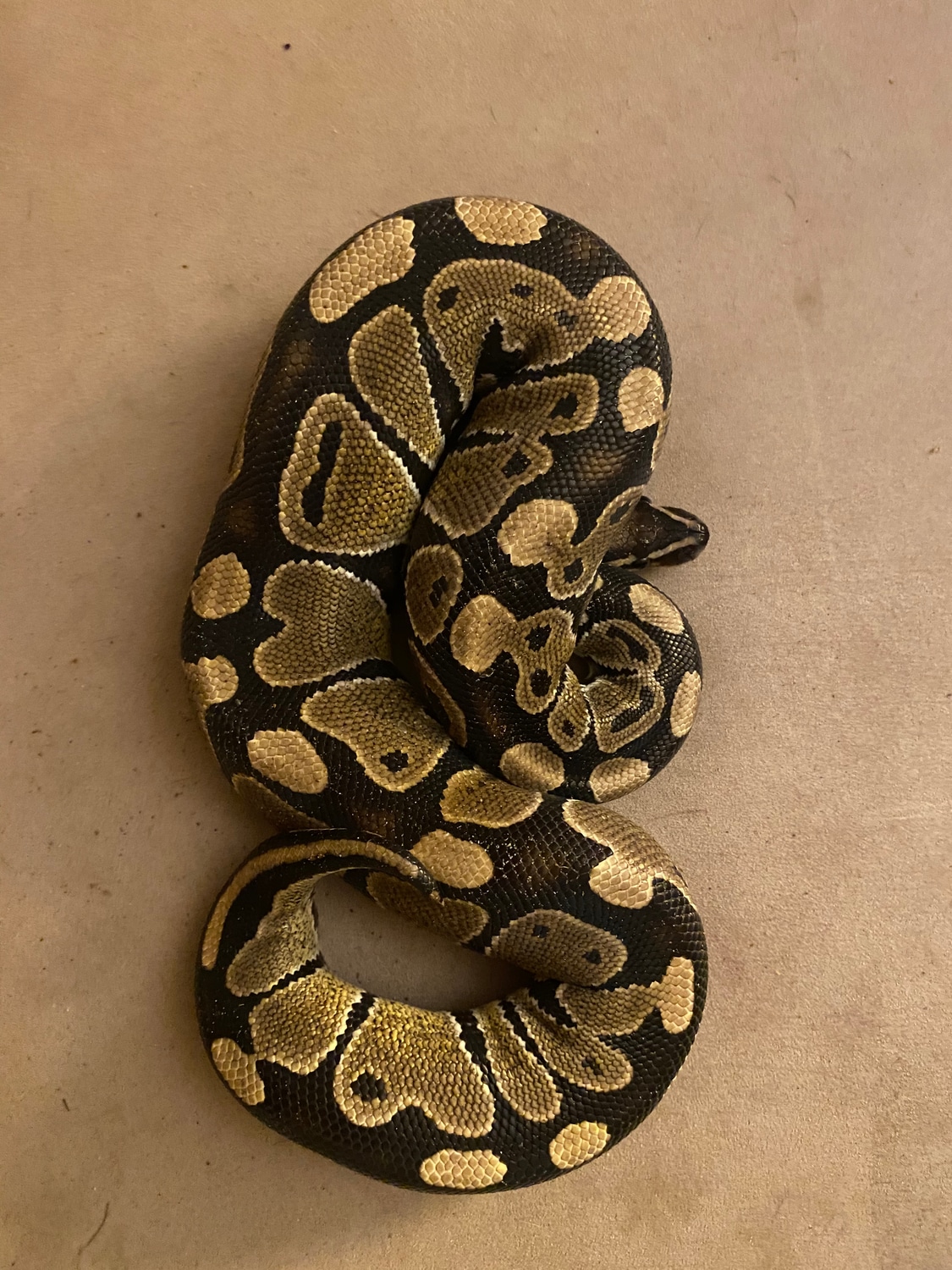 Het Albino Ball Python by Slytherdor Morphs MB - MorphMarket