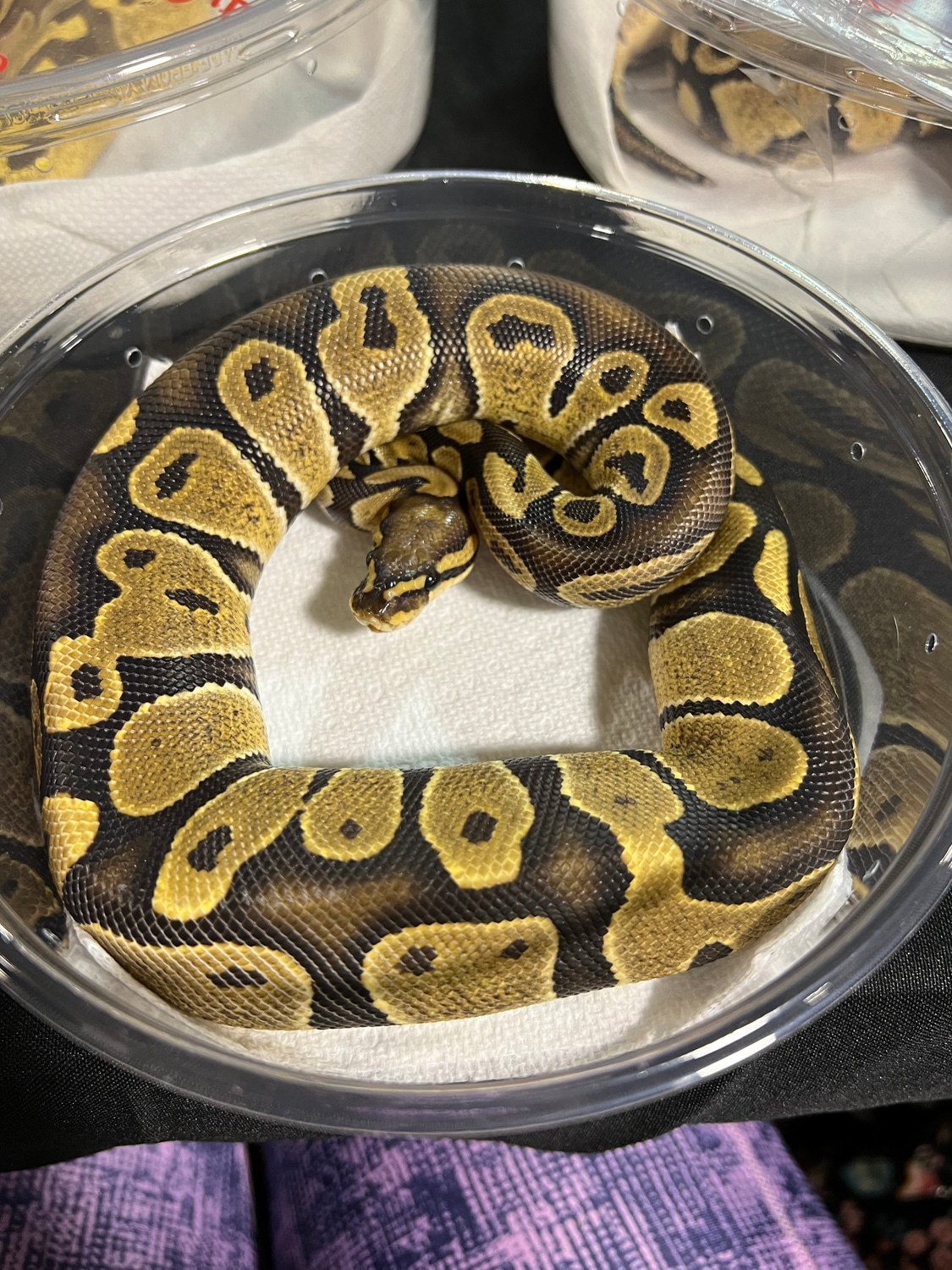 Chocolate Ball Python by Slytherdor Morphs MB - MorphMarket