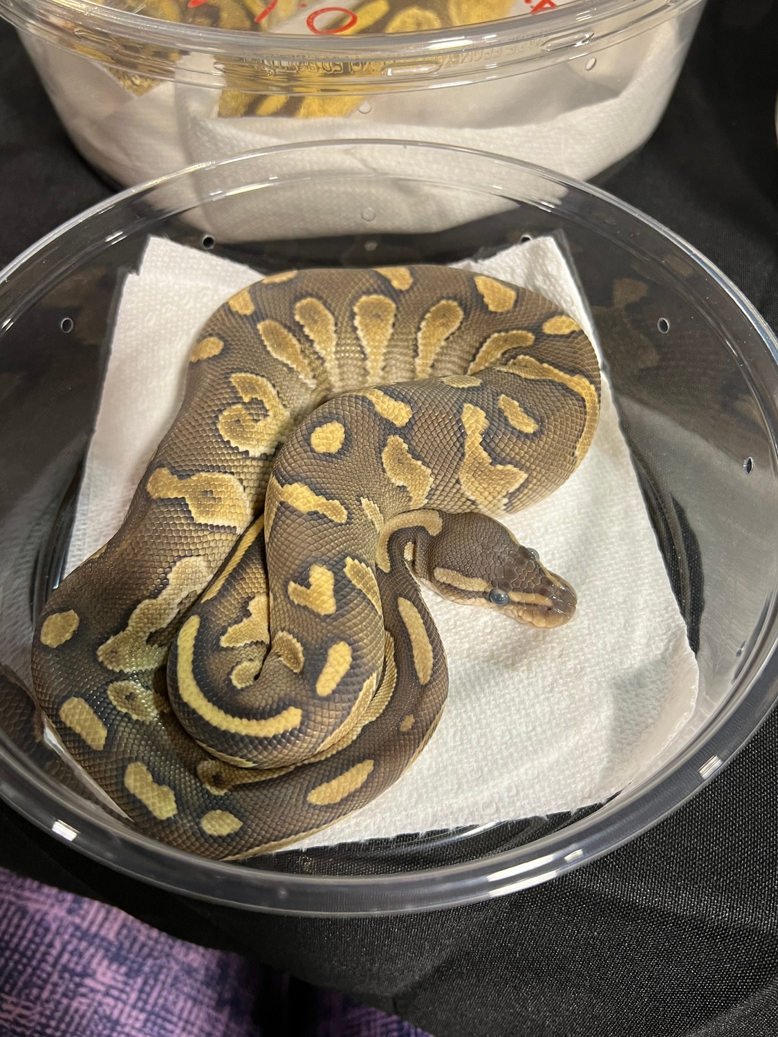 Butter Chocolate Het Hypo Ball Python by Slytherdor Morphs MB - MorphMarket