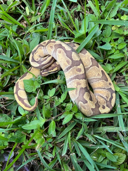 Enchi Fire McKenzie Ball Python by Slytherdor Morphs MB LLC