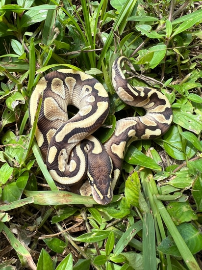 Lesser Ball Python by Slytherdor Morphs MB LLC