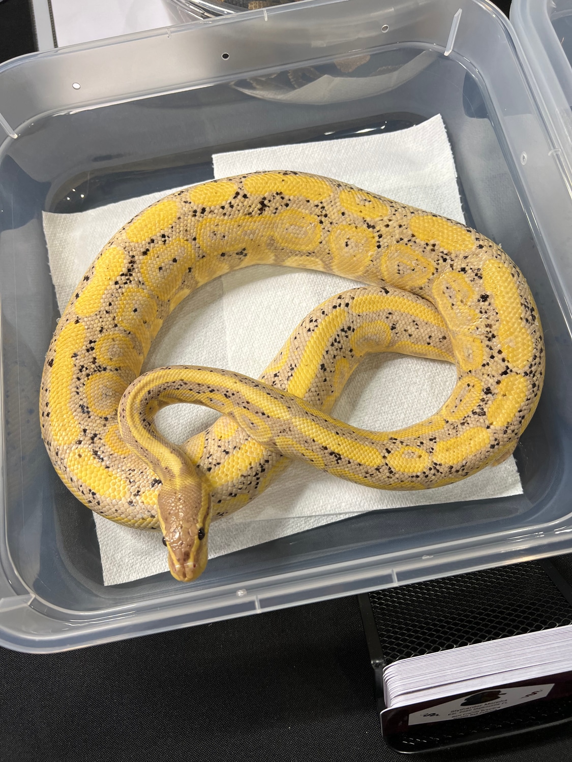 Black Pastel Banana Ball Python by Slytherdor Morphs MB - MorphMarket