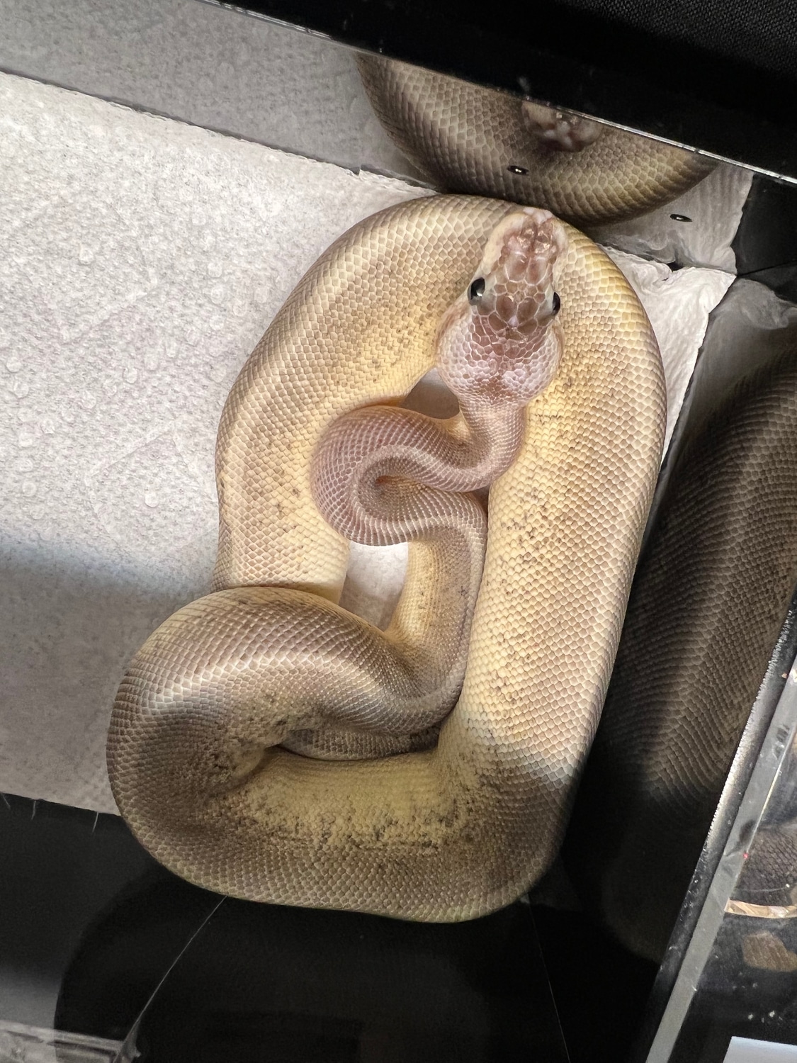 Pastel Cinnamon Mojave Pinstripe Ball Python by Slytherdor Morphs MB ...