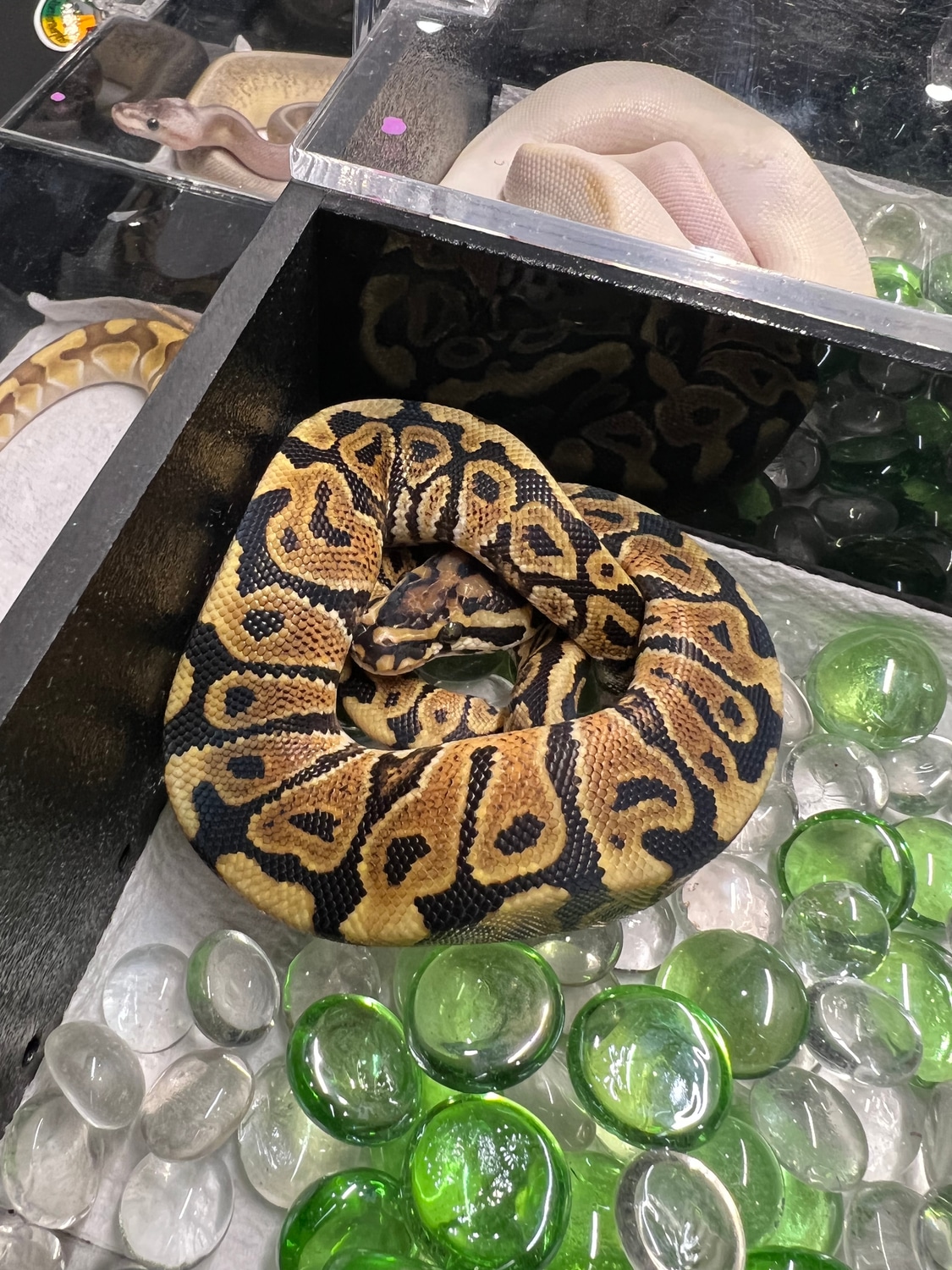 Spotnose DH Clown/hypo Ball Python by Slytherdor Morphs MB - MorphMarket