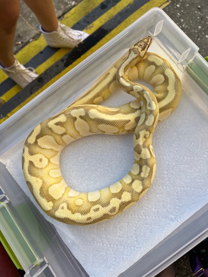 Firefly Enchi Lesser Ball Python by Slytherdor Morphs MB LLC