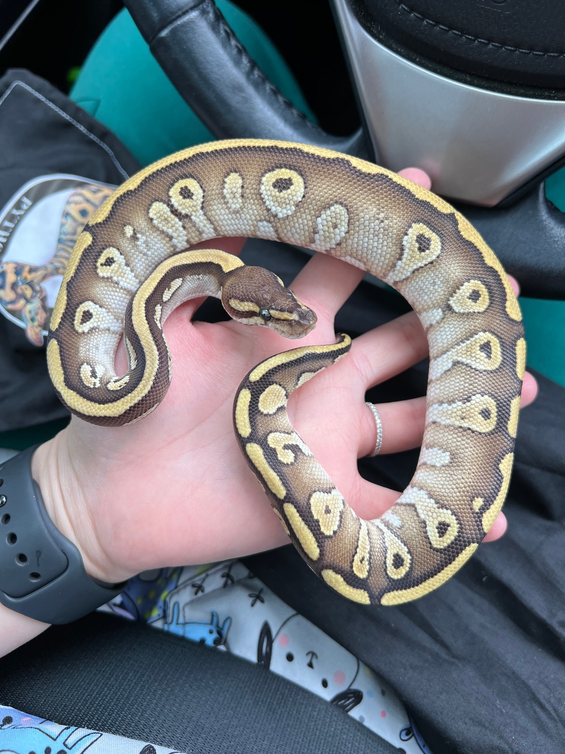 Redstripe Mojave Poss Het Clown Ball Python by Slytherdor Morphs MB ...