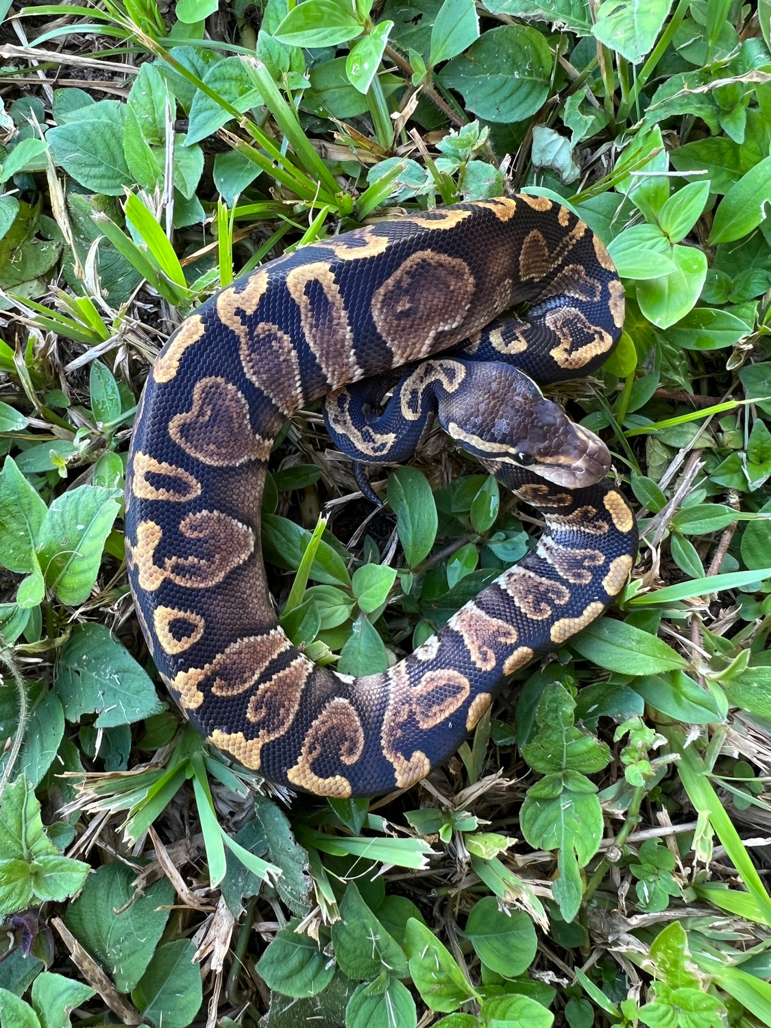 GHI Chocolate 66% Het Hypo Ball Python by Slytherdor Morphs MB ...