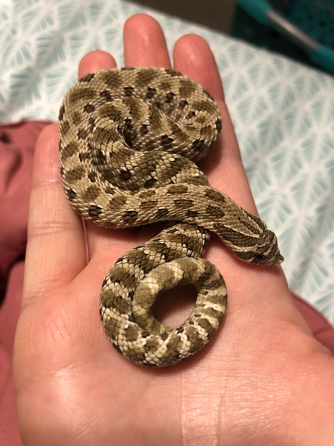 Conda Het Axanthic/albino Western Hognose by Slytherdor Morphs MB ...