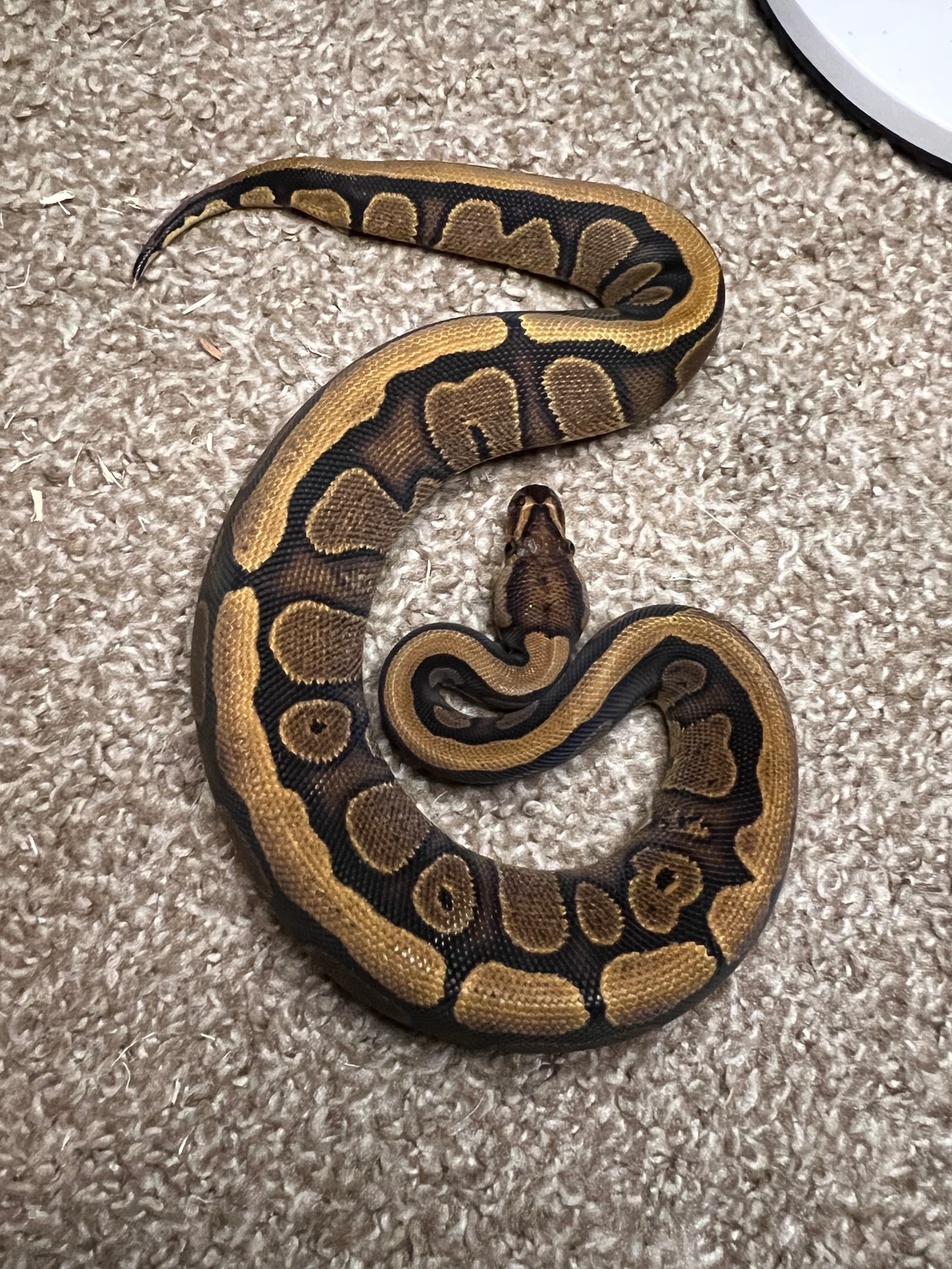 Redstripe Ball Python by Slytherdor Morphs MB - MorphMarket