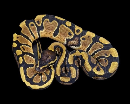 66% DH Clown/Pied Ball Python by Slytherdor Morphs MB LLC