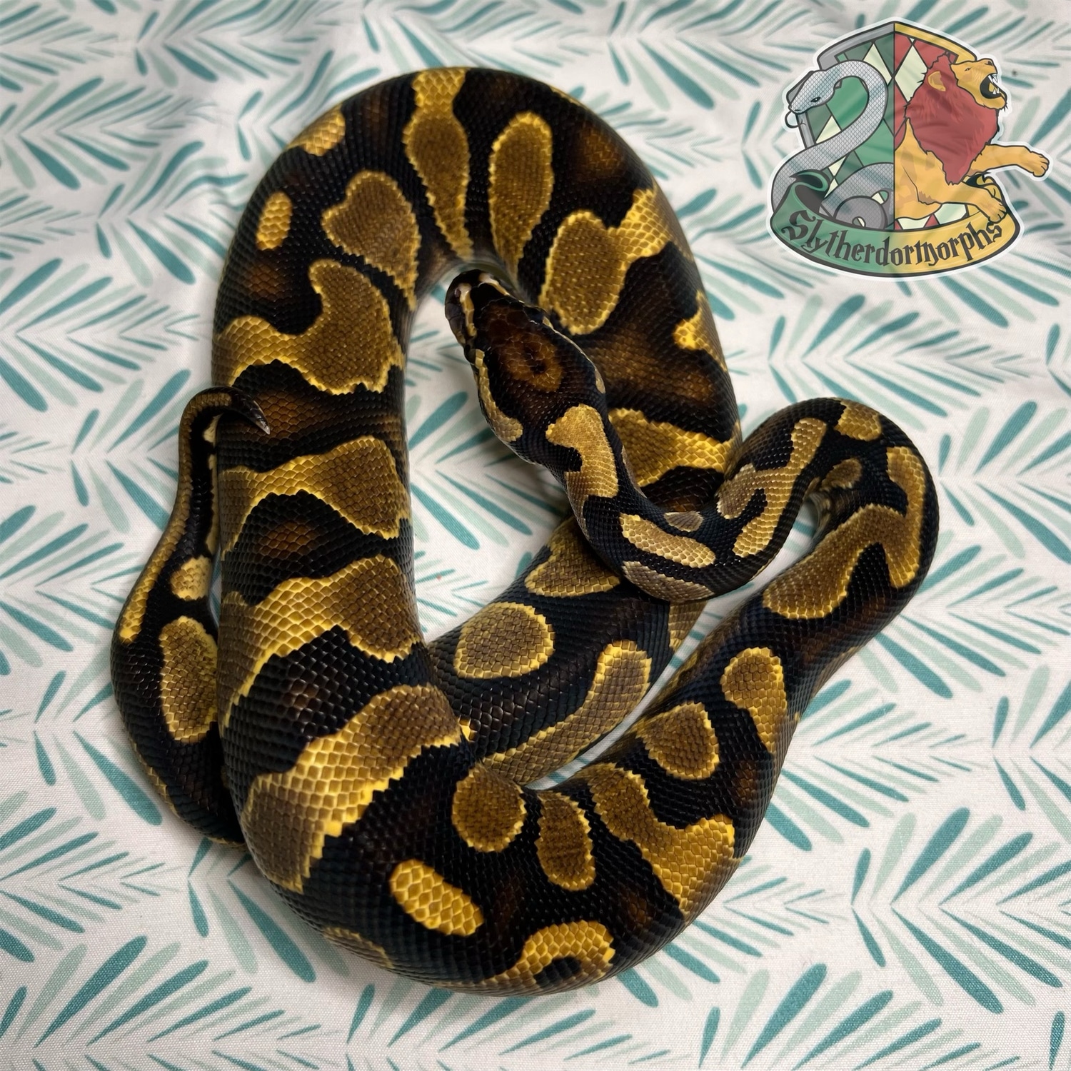 Enchi YB Het Pied Poss OD Ball Python by Slytherdor Morphs MB - MorphMarket
