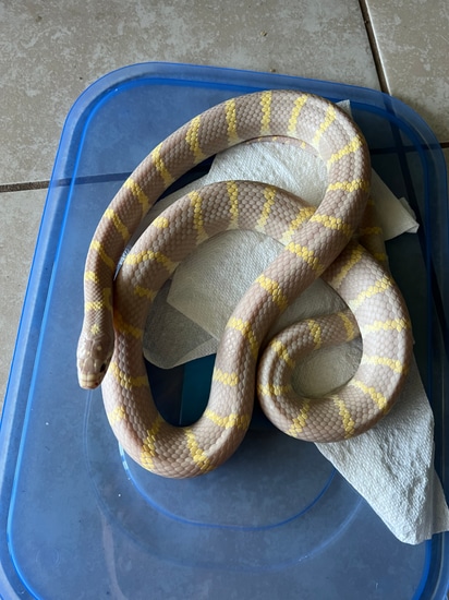 Lavender California Kingsnake by Slytherdor Morphs MB LLC