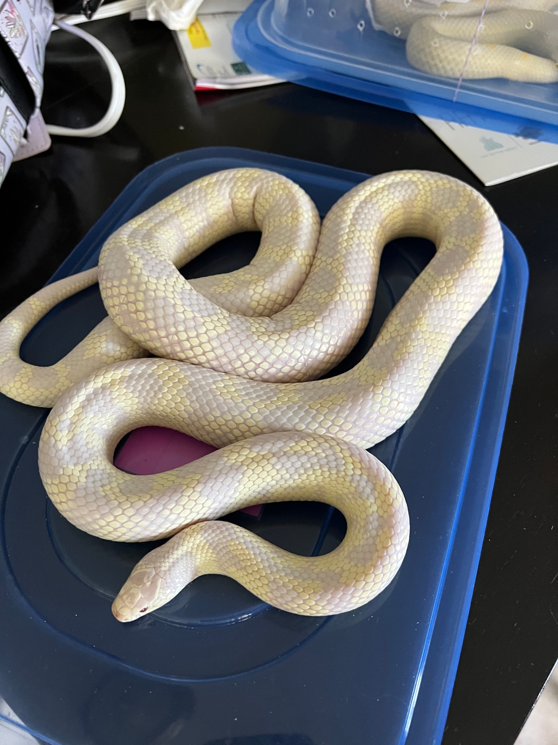 Lavender Albino California Kingsnake by Slytherdor Morphs MB - MorphMarket