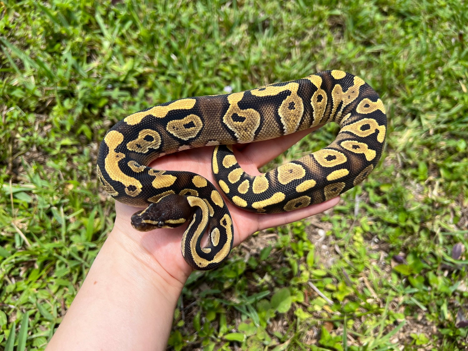 Vanilla Mojave Ball Python by Slytherdor Morphs MB - MorphMarket