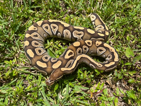 Mojave Het Albino Ball Python by Slytherdor Morphs MB LLC