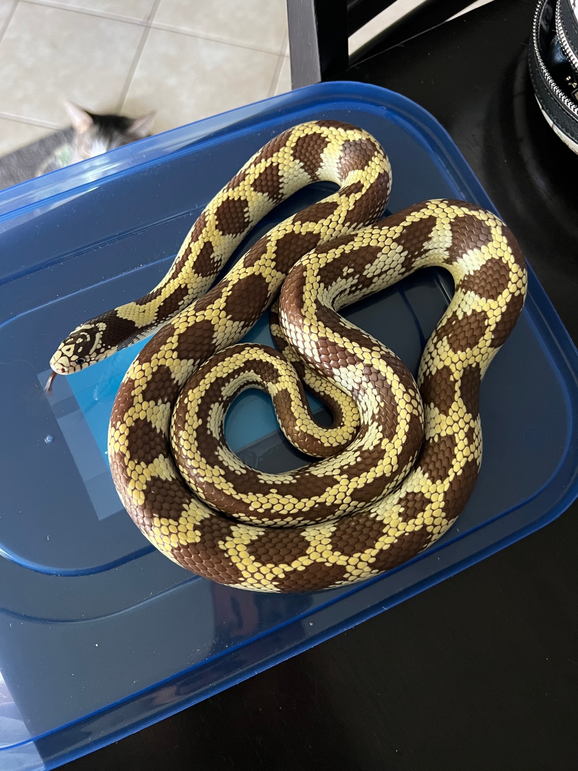 High White Aberrant Het Albino California Kingsnake by Slytherdor ...