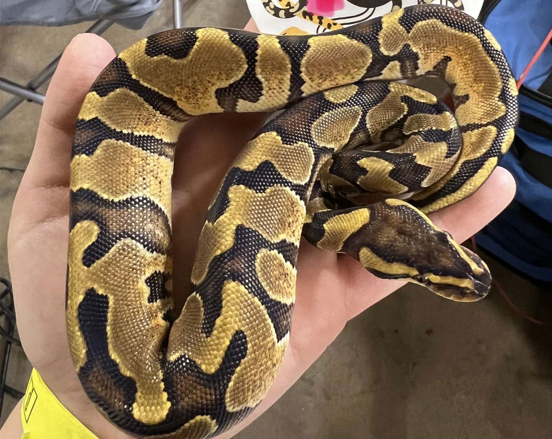 Enchi YB/Gravel Poss Het Hypo Ball Python by Slytherdor Morphs MB ...