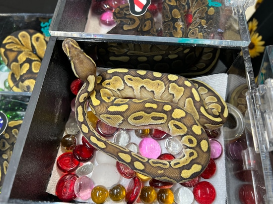 Lesser Ball Python by Slytherdor Morphs MB LLC
