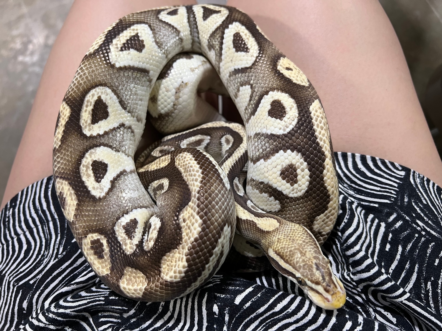Pastave Vanilla Het Ghost Ball Python by Slytherdor Morphs MB - MorphMarket