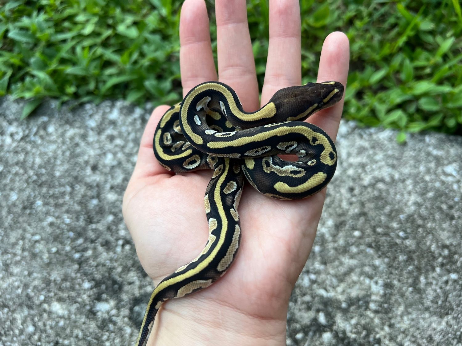 Mojave 66% Het Pied Ball Python by Slytherdor Morphs MB - MorphMarket