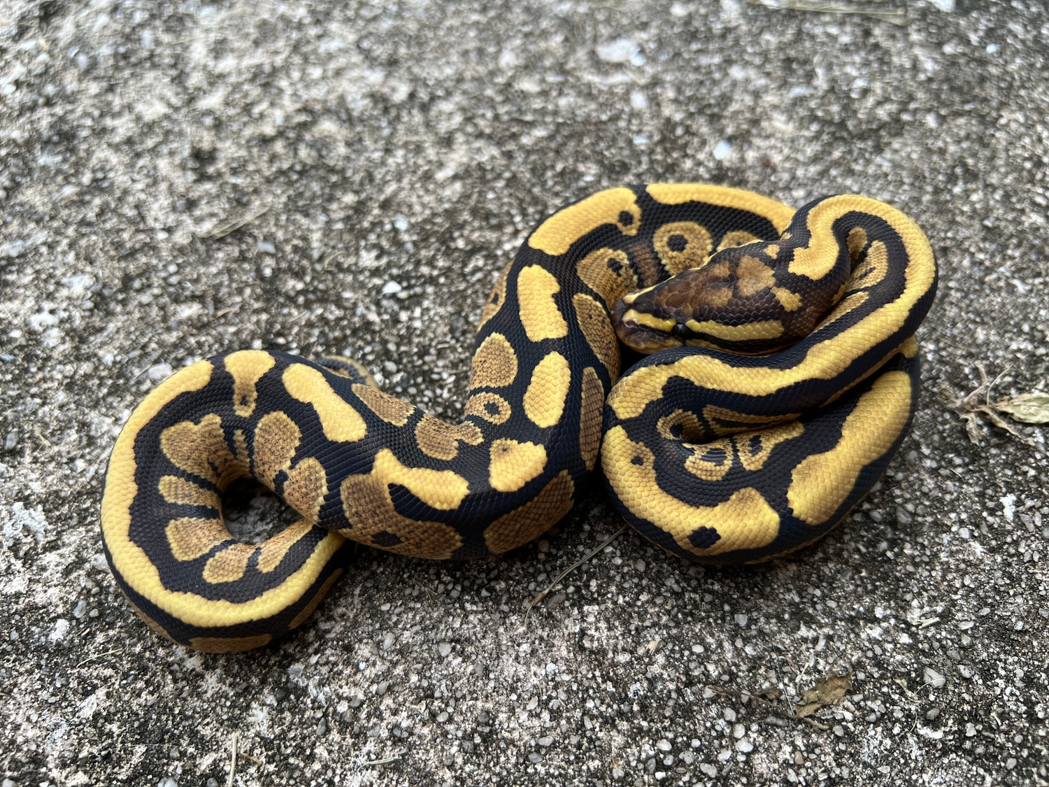 Fire 🔥 Ball Python by Slytherdor Morphs MB - MorphMarket