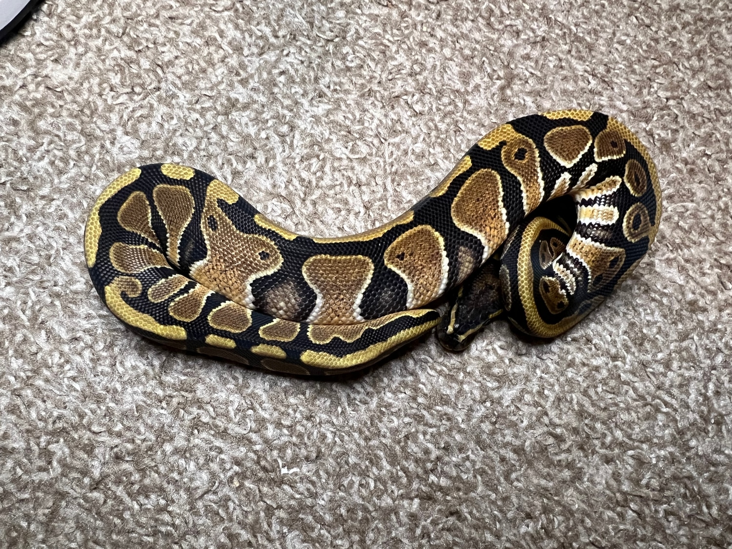 66% Het Pied Ball Python by Slytherdor Morphs MB - MorphMarket