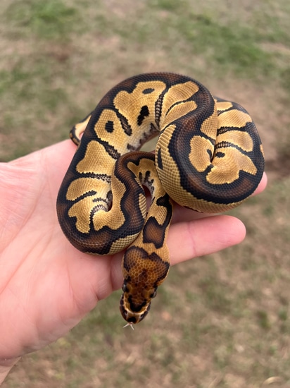 Clown Ball Python by Slytherdor Morphs MB LLC