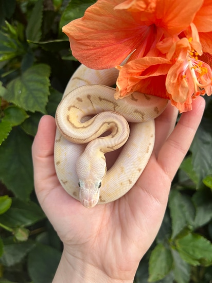 Pastel Lesser Spinner Enchi Ball Python by Slytherdor Morphs MB LLC