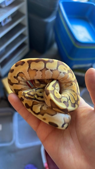 Spotnose Enchi Lesser + Enchi Ball Python by Slytherdor Morphs MB LLC