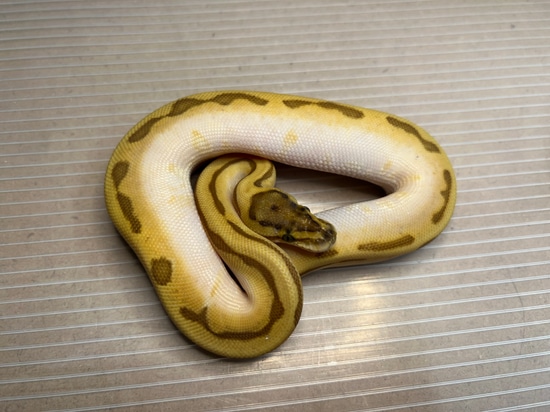 Enchi Pinstripe Spider Calico Lesser Ball Python by Slytherdor Morphs ...